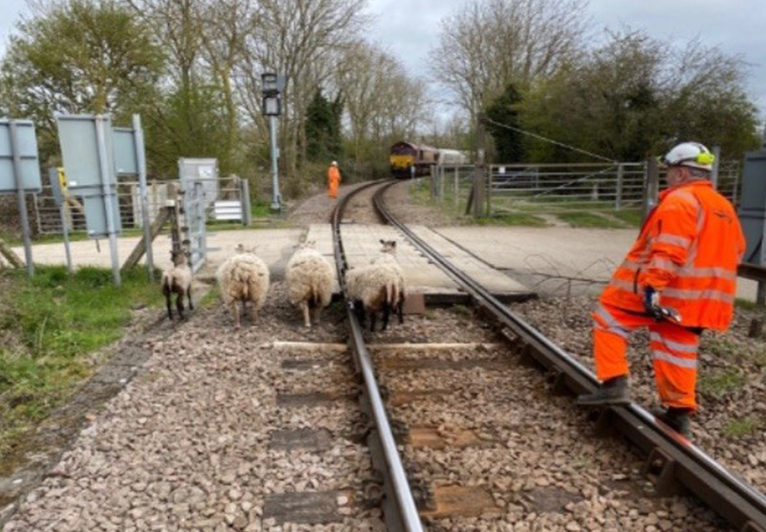 Sheep put themselves in shear danger taking a short-cut on busy ...