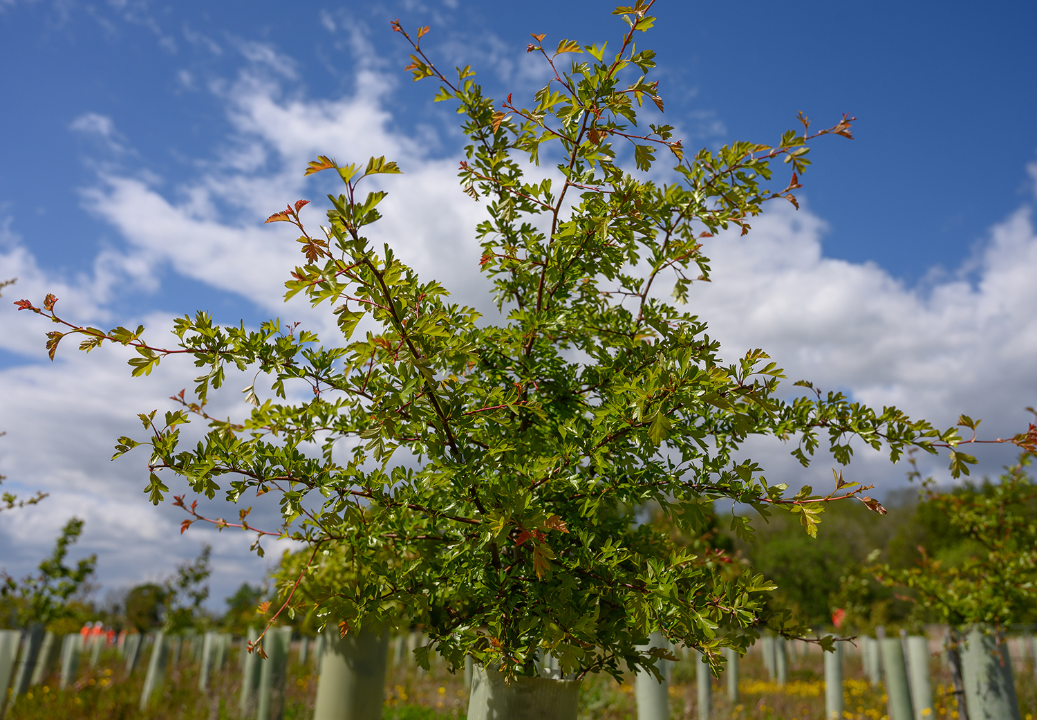 HS2 announces new landmark as 700,000 trees planted and over 100 new ...
