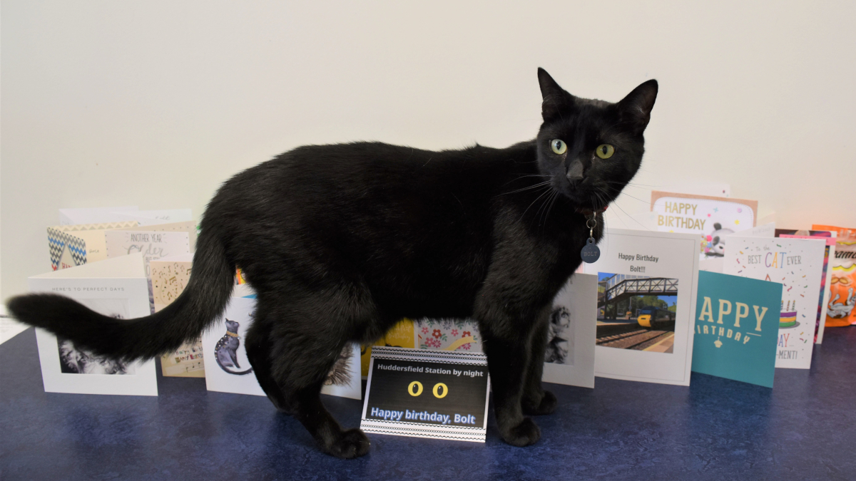 Huddersfield station cat raises cash for local charities - Rail UK