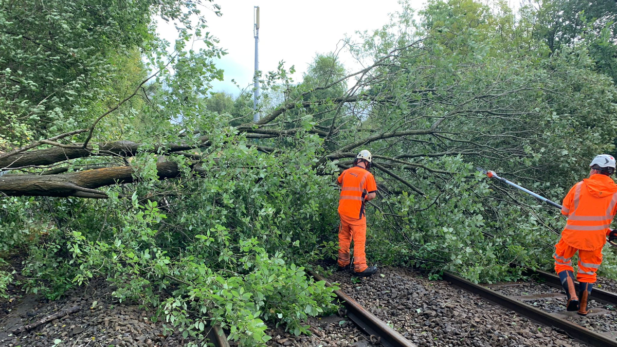 Cheshire residents advised of upcoming woodland management work - Rail UK