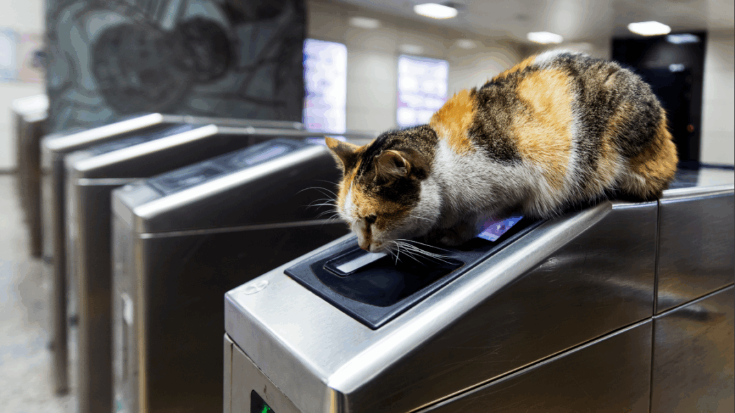 Youtuber celebrates success of cat subway project - Rail UK